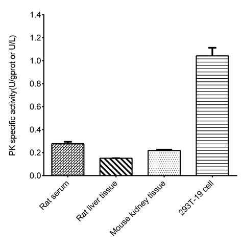 Pyruvate Kinase Activity Assays Bio Techne