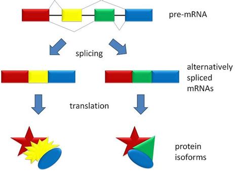 16 9 Eukaryotic Gene Regulation Rna Splicing Biology Libretexts