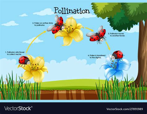 Diagram Showing Pollination With Flower And Bug Vector Image