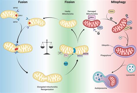 Schematic Depiction Of The Mitochondrial Electron