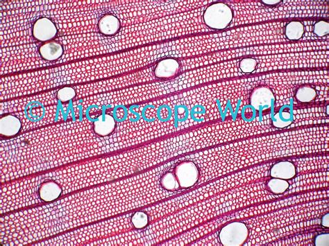 Microscope World Blog Paulownia Wood Under Microscope