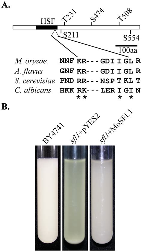 Structural Elements Of Mosfl1 And Complementation Assays With The Yeast