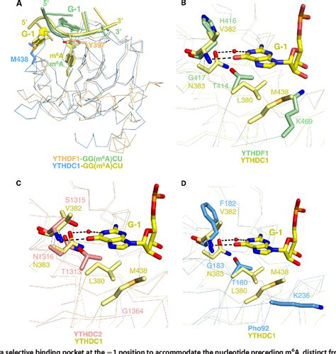 Figure 5 From Structural Basis For The Discriminative Recognition Of N6