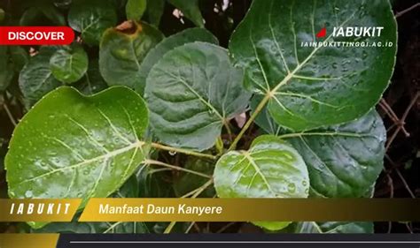 Banyak Yang Belum Tahu Inilah 7 Manfaat Daun Kanyere Yang Bikin Penasaran