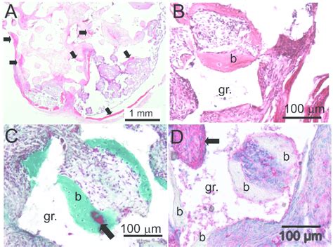 Characterisation Of Newly Formed Bone Tissue Histological Analysis Of