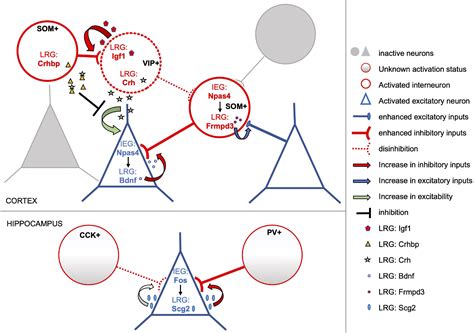 Frontiers Roles And Transcriptional Responses Of Inhibitory Neurons