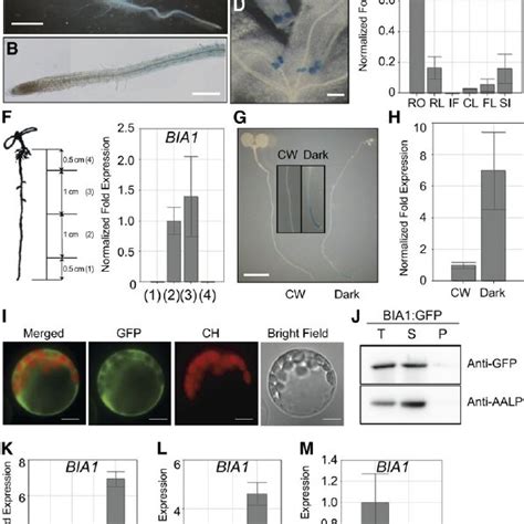 Spatiotemporal Expression And Subcellular Localization Of Bia1 A To D