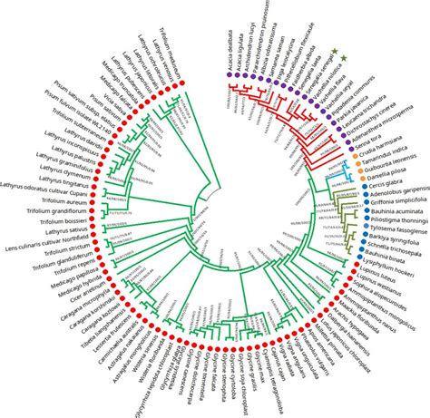 phylogenetic tree constructed on the basis of whole genome dataset