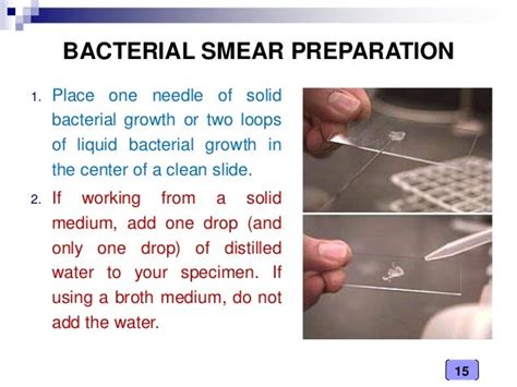 Microbiology Bacterial Shapes And Arrangements