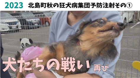 【狂犬病予防注射】北島町の秋①【ペット発掘し隊】 Youtube