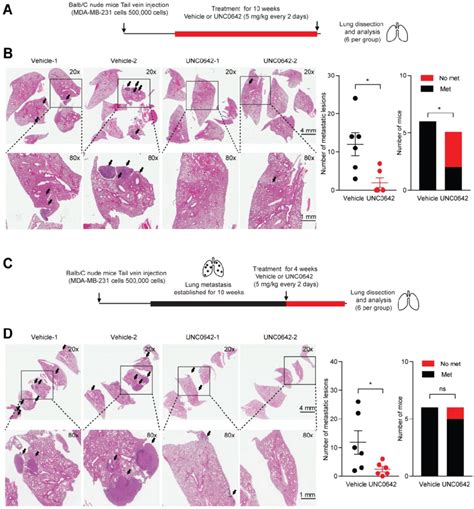 G9a Inhibitor Reduces Lung Metastasis Colonization And Growth Unc0642