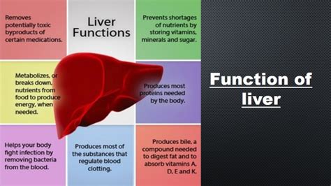 Functions Of Liver Bioscience Notes Liver Body Organs Function