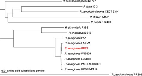 Phylogenetic Tree Of Six Fully Sequenced P Aeruginosa Strains And