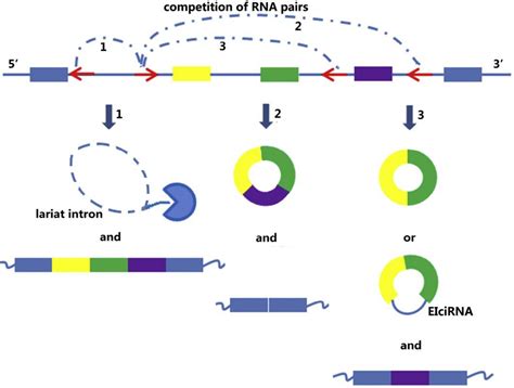 Rna分子平面结构图 R R分子示意图 第7页 大山谷图库