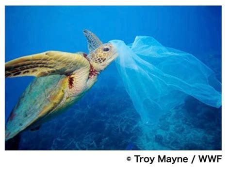 海洋プラスチックごみの現状を伝える7枚の衝撃写真と驚愕データ 歴史未来ラボ