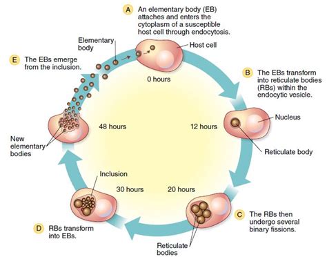 Chlamydia Introduction Epidemiology Transmission Treatment And