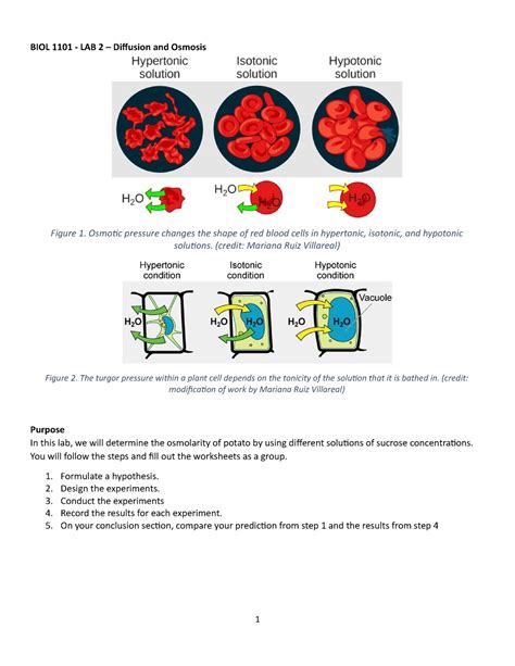Lab 2 Osmosis 1 Biol 1101 Lab 2 – Diffusion And Osmosis Figure 1
