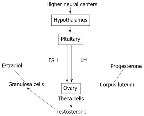 role of sex hormones in the modulation of cholangiocyte