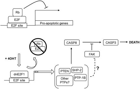 Overview Of The Rb E2f Associated Apoptotic Pathway Active Rb E2f