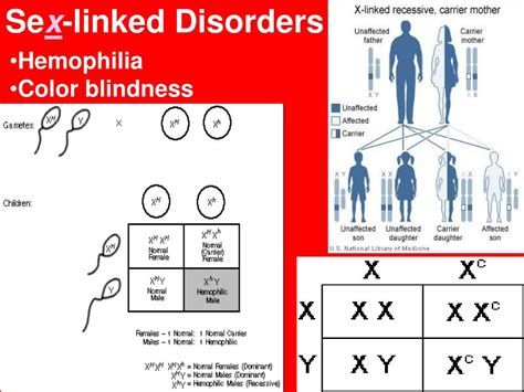 Ppt Unit 6 Genetics And Heredity Ch 8 Heredity And Ch 11 Human