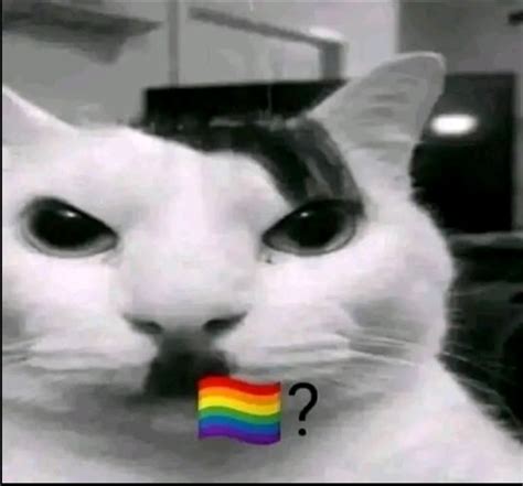 😾🏳️‍🌈 R Perfisperfeitos