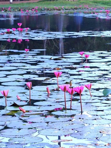 『カンボジアの花、笑顔の子供たち、お土産 （カンボジア4）』シェムリアップ カンボジア の旅行記・ブログ By Ellieさん【フォートラベル】