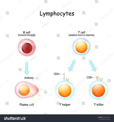 Lymphocytes B Cell Humoral Immunity Tcell Stock Vector Royalty Free