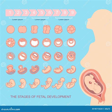 Silhouette Beautiful Pregnant Woman Stages Of Fetal Development