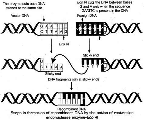 With The Help Of Diagrams Show The Different Steps In The Formation Of