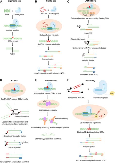 Frontiers Off Target Effects In Crispr Cas9 Gene Editing