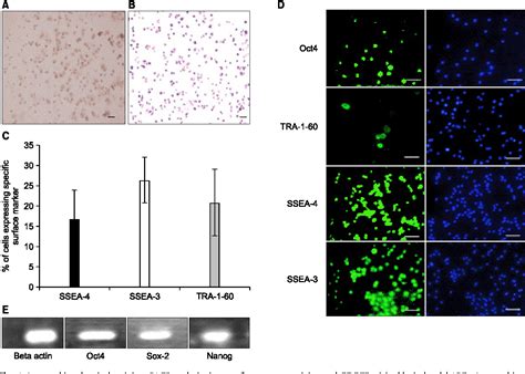 Figure 1 From Human Amniotic Epithelial Cells Cultured In Substitute