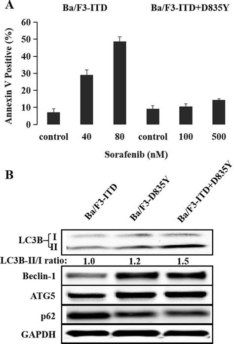 Sorafenib Resistant Cell Lines Showed Overpresentation Of Autophagy