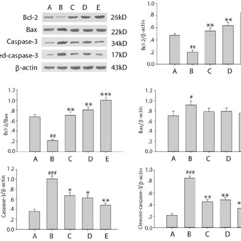 Relative Protein Expression Levels And Bcl 2 Bax Ratios In Neurons
