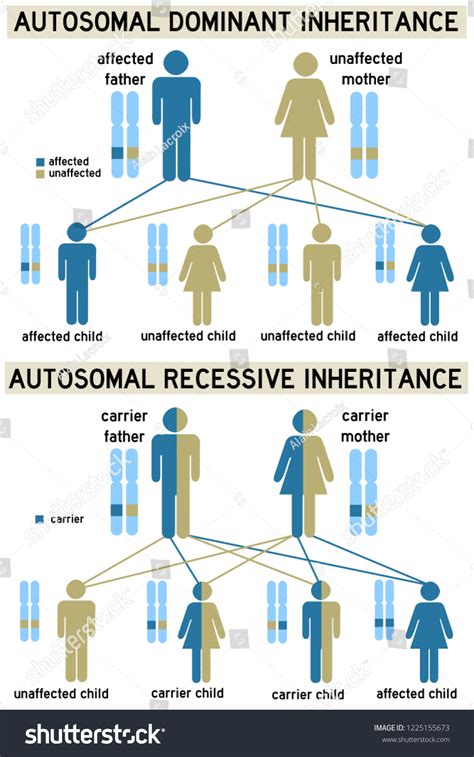 Dominant Versus Recessive Genetic Inheritance Ilustrações Stock