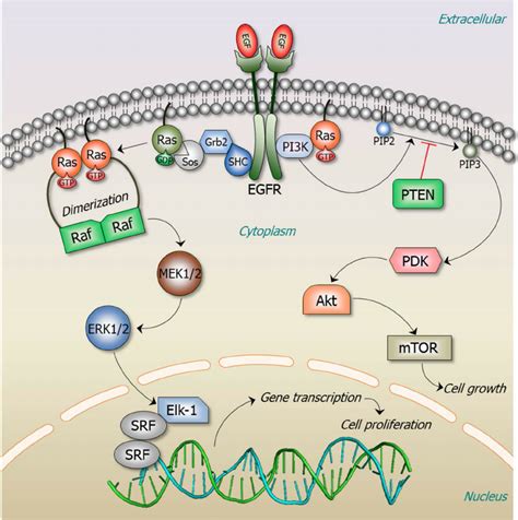 Cell Signaling Pathway Diagram