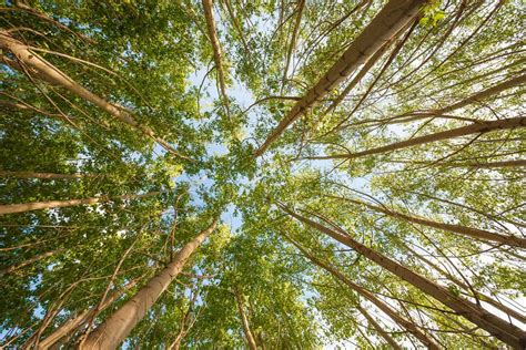 15 Gorgeous Trees With White Bark [and Where You Can Grow Them]
