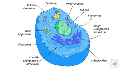 Eukaryotic Cell Definition Structure And Function With Analogy
