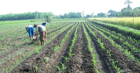 Cara Pemupukan Jagung Yang Benar Dan Tepat Maupun Praktis