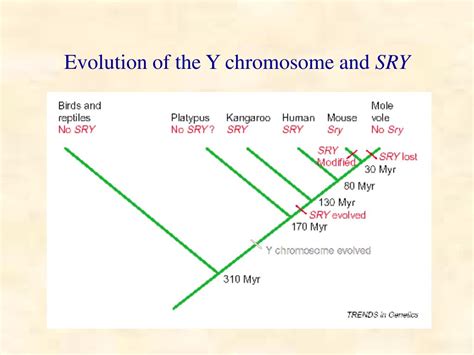 Ppt Sex Determination Powerpoint Presentation Free Download Id 366469