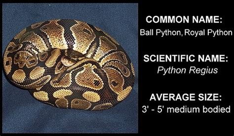 ball python caresheet tacodude893 s blog