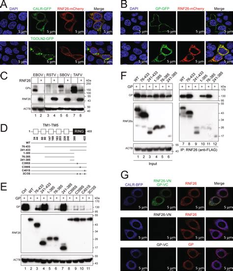 Rnf26 Decreases Ebov Gp1 2 Expression In An E3 Ubiquitin Ligase