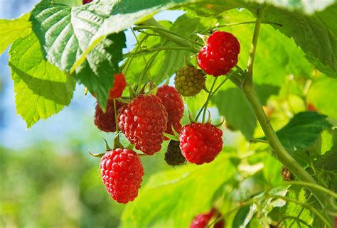 Raspberries Rubus Idaeus—kind Culture Care And Comments — Bee