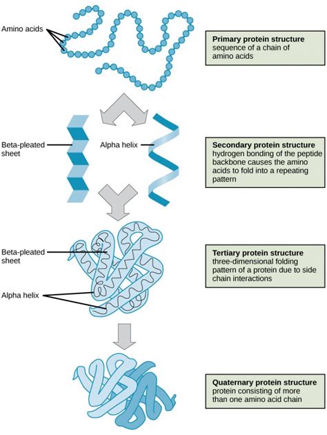 Biological Molecules Openstax Concepts Of Biology