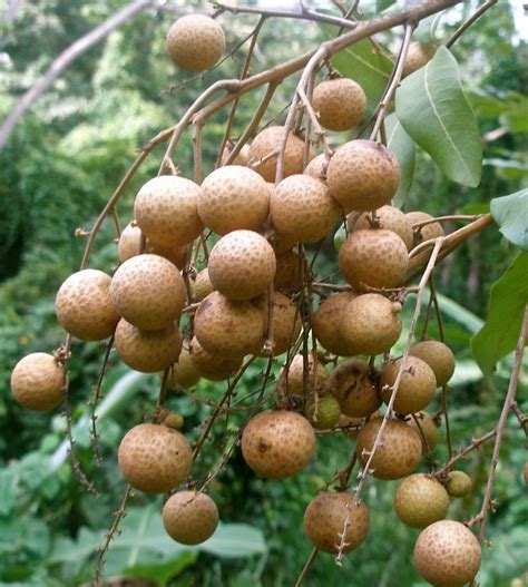 Tropicales Exóticos En Temporada Agrochic Jardinería Y Bienestar