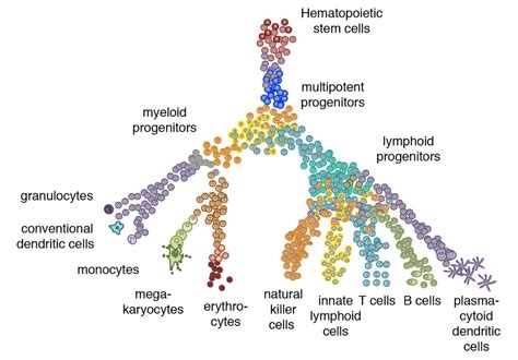 differentiation of immune cells max planck institute of immunobiology