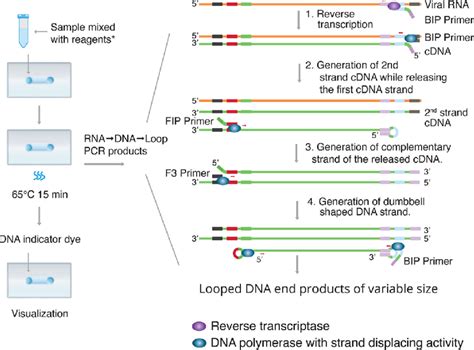 Reverse Transcription Loop Mediated Isothermal Amplification Rt Lamp