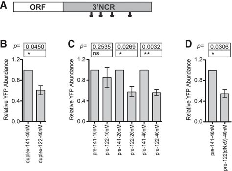 Precursor Microrna 122 Inhibits Synthesis Of Insig1 Isoform Mrna By