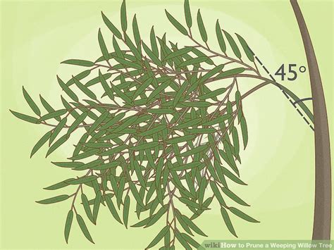 How To Prune A Weeping Willow Tree 11 Steps With Pictures