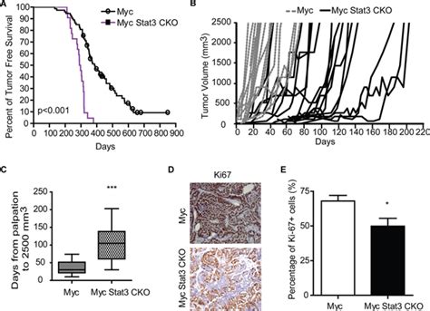 Stat3 Accelerates Myc Induced Tumor Formation While Reducing Growth