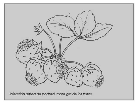 Guía Completa Del Cultivo De Las Fresas